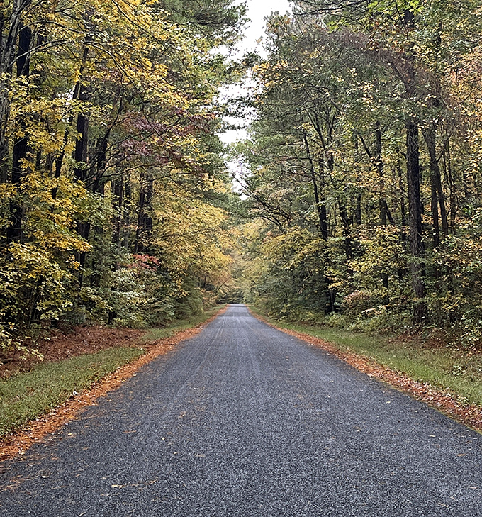 Fall colors frame Pocomoke City's charming road—Mother Nature's way of showing off without spending a dime.