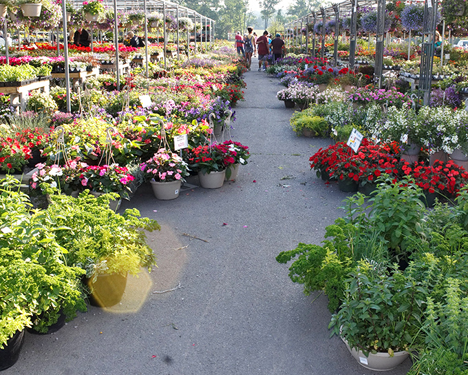 Bargain blooms galore! Rice's Market's organized chaos of flower pots invites garden lovers to dig for unexpected delights.