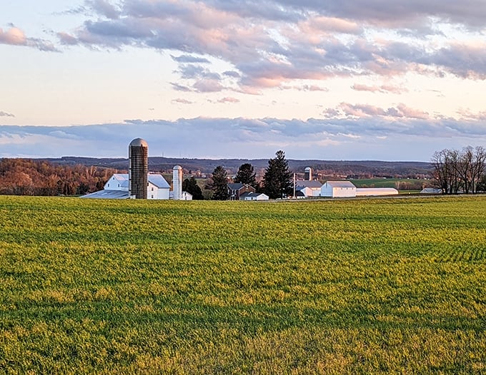Golden hour illuminates this peaceful farm scene like a Norman Rockwell painting come to life.