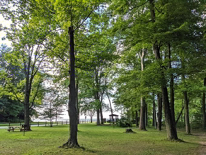 Trees frame nature's perfect swimming hole at Shorewood, where Pennsylvania's secret coast awaits discovery by in-the-know locals.