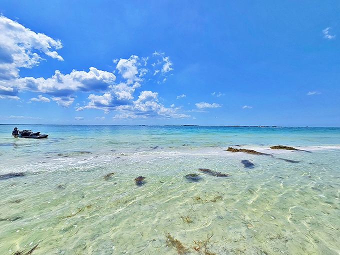 Crystal clear shallows at South Anclote Key Beach reveal an underwater world that rivals any aquarium display.