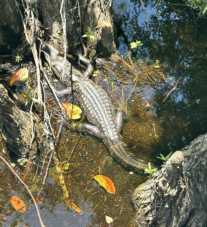 Florida's prehistoric resident catches some sun, demonstrating the fine art of looking simultaneously terrifying and completely unbothered by existence.