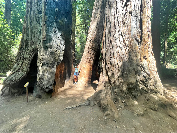 The space between massive redwood trunks creates nature's perfect photo frame. Even smartphone cameras can't quite capture the overwhelming scale of these arboreal giants.