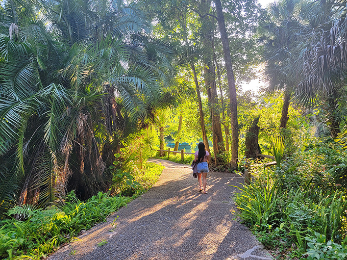 The dappled sunlight through palms creates nature's own spotlight on this path. Walking here feels like being in a tropical cathedral.