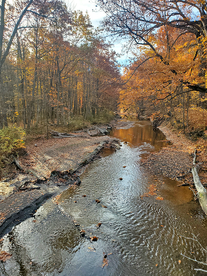 Autumn paints the creek with golden brushstrokes, creating a scene Bob Ross would call "one happy little waterway."