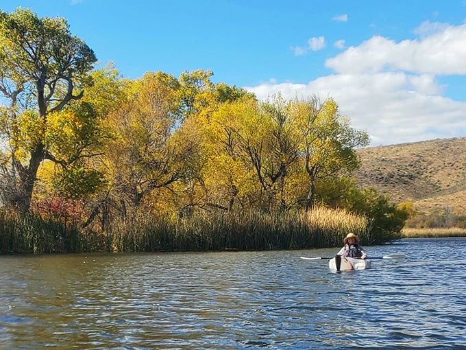 Fall colors that would make New England jealous. When autumn hits Patagonia Lake, the cottonwoods and willows put on a show worth traveling for.