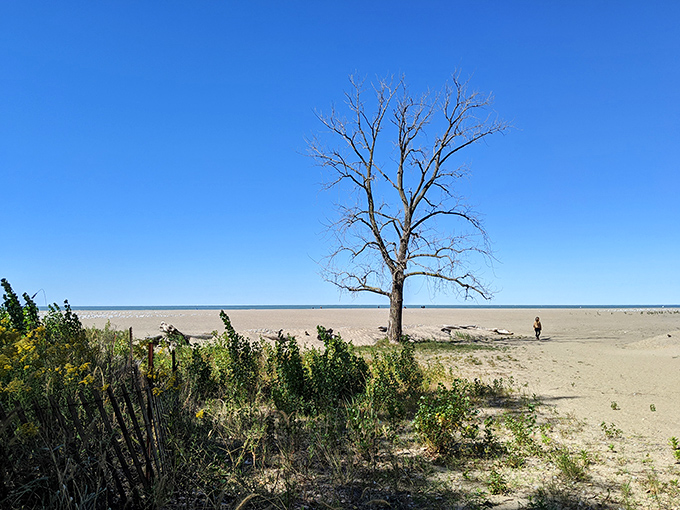 That lone tree stands like nature's exclamation point against the vast blue canvas of Lake Erie's seemingly endless horizon.