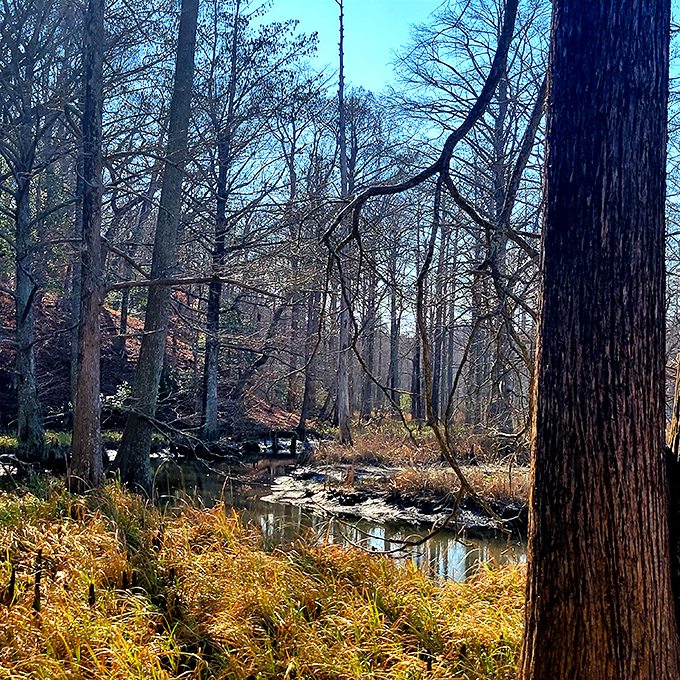 Winter reveals the bones of the forest, with a creek cutting through like nature's own storyteller. The golden grasses add warmth to the cool seasonal palette.