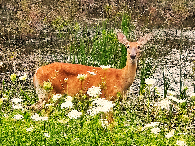 Ohio's unofficial welcoming committee poses amid wildflowers. This deer clearly knows which angles are most flattering for impromptu wildlife portraits.
