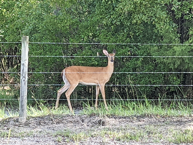 "Excuse me, did you make a reservation?" Local wildlife maintains curious oversight of their domain, reminding us who the real residents are.