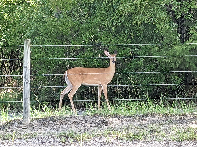 Local resident caught mid-commute. Unlike human Floridians, this one doesn't need sunscreen or complain about humidity.