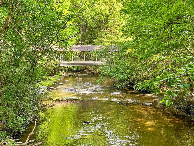 Water so clear you can count the fish ignoring your bait. Duke's Creek flows with the kind of pristine beauty that makes photographers weep with joy.