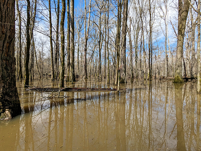 Winter's retreat reveals the park's wetland character, where reflections double the beauty and every puddle tells a story.
