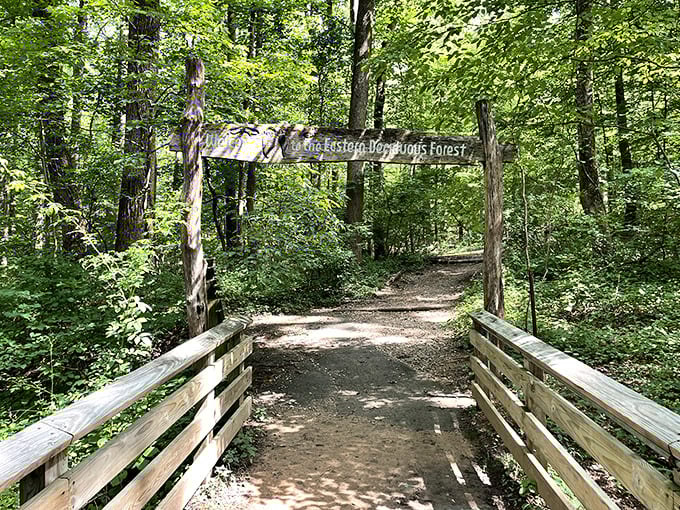 The Eastern Deciduous Forest welcomes you with a rustic entrance that practically whispers, "Adventure lies ahead."