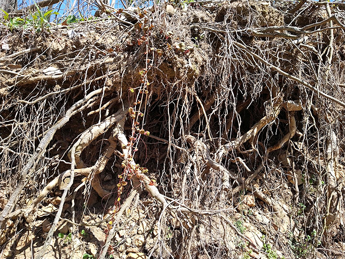 Exposed roots reveal nature's engineering marvel&mdash;how trees maintain their grip despite constant erosion, a testament to stubborn botanical determination.