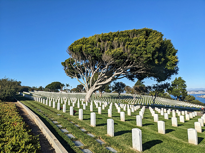 Fort Rosecrans National Cemetery creates a solemn counterpoint to the lighthouse visit. Rows of white markers honor those who served beneath the same skies.