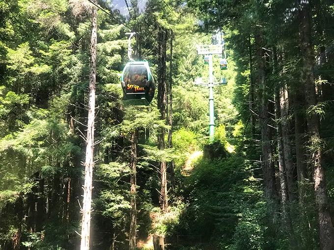 The SkyTrail gondola glides through the forest canopy, offering the bird's-eye view that birds have been selfishly keeping to themselves for centuries.