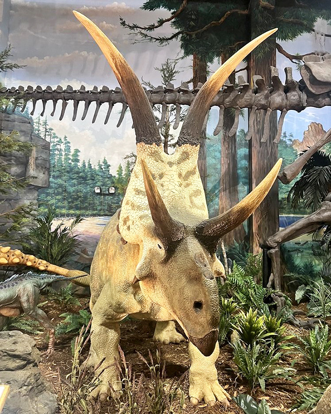 This horned dinosaur looks ready for a selfie. With those impressive spikes, he was probably the prehistoric equivalent of that friend who always overdresses.