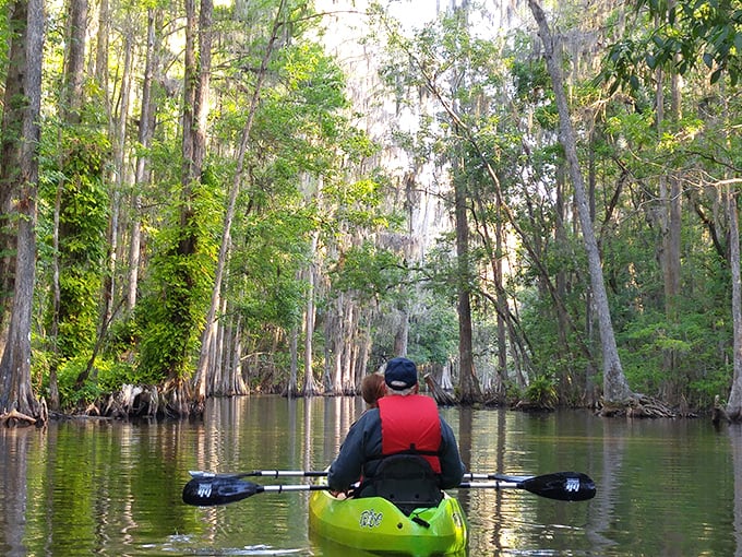 Paddling through cypress-lined waterways feels like exploring Florida's soul. This kayaker has discovered what theme park visitors never will.