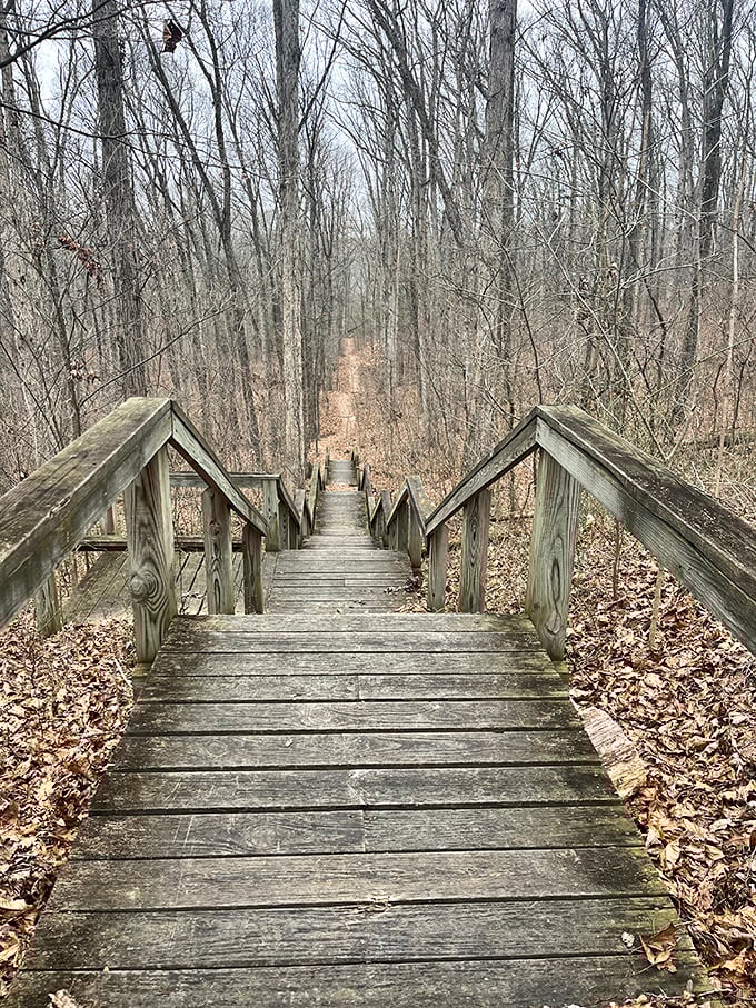 These wooden steps descend into winter's quiet forest, where bare branches create nature's own cathedral of contemplative silence.