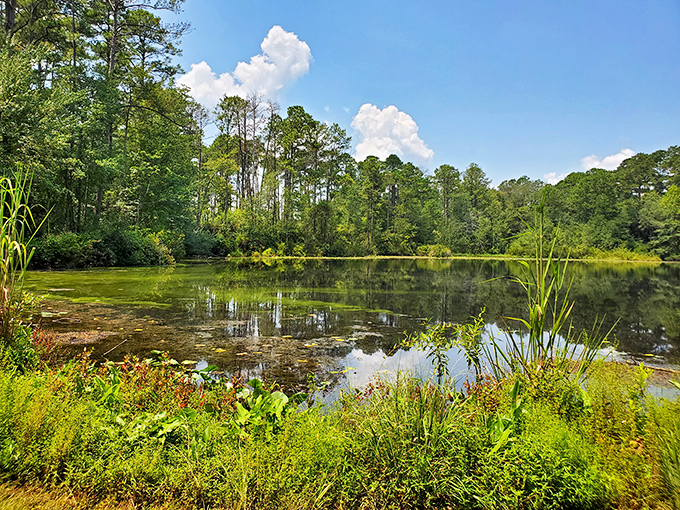 Where sunlight plays hide-and-seek through the leaves. This verdant corridor feels like stepping into a storybook forest, minus the questionable wolves.
