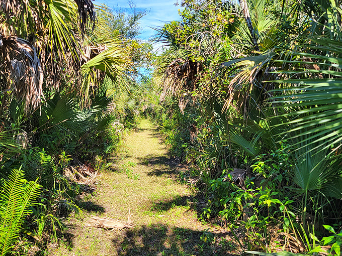 The path less traveled beckons between walls of palms and ferns. Indiana Jones would feel right at home on this wild Florida trail.