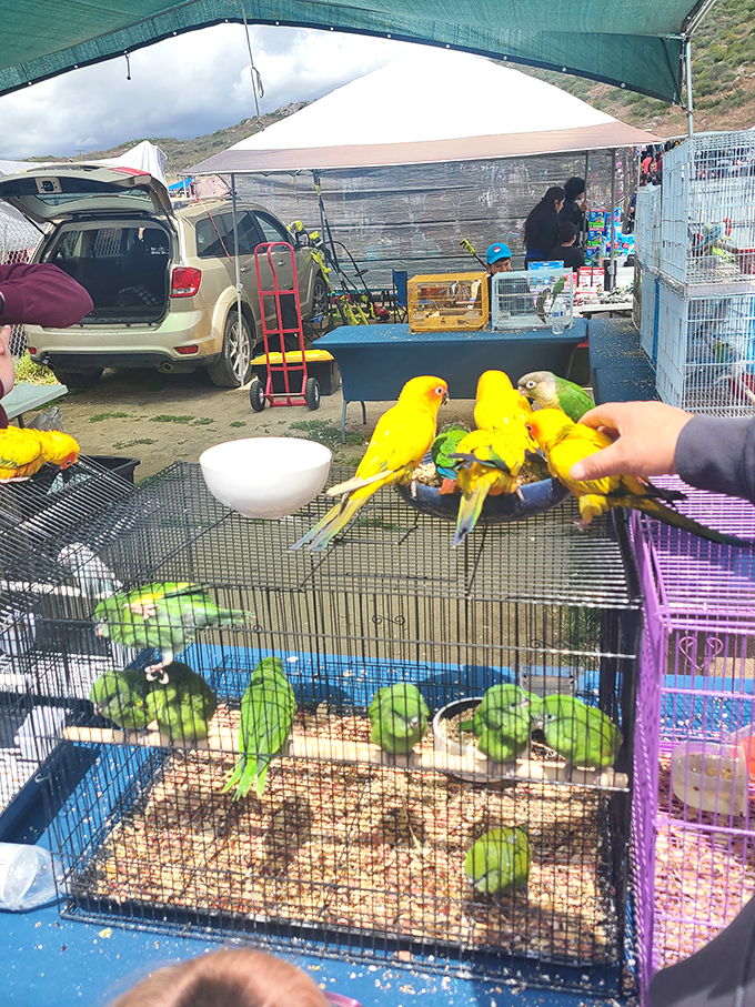 Feathered friends seeking new homes. The swap meet's unexpected aviary section brings a splash of tropical color to the desert landscape.