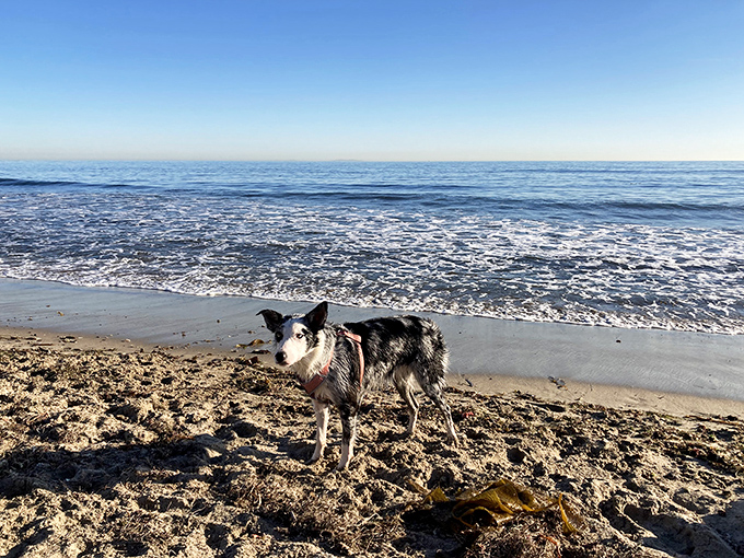Four-legged beach critics give Leo Carrillo two paws up. The north beach welcomes furry family members with open sandy arms.