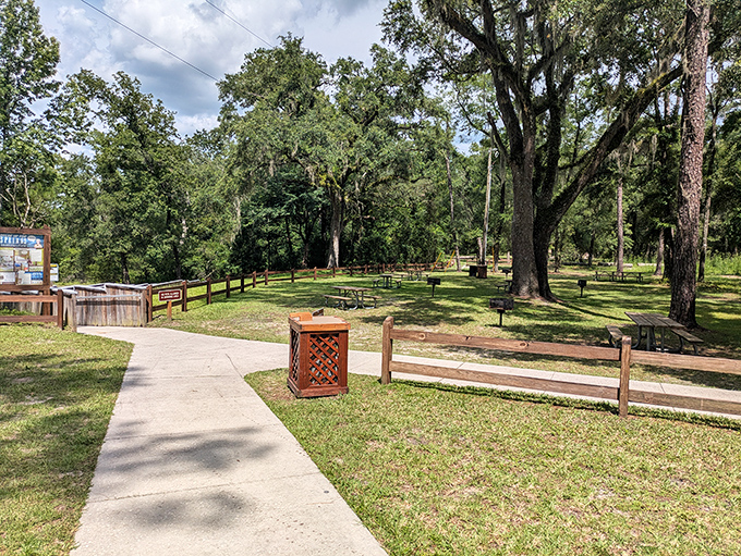 Picnic paradise under ancient oaks. These trees have probably seen more sandwiches than a deli counter at lunchtime. 
