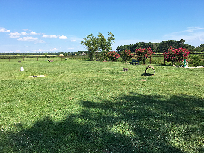 Even four-legged visitors find their slice of paradise in Oxford, where grassy fields invite games of fetch beneath Maryland's endless blue sky.