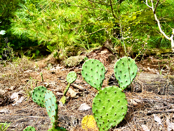 Desert meets forest! This prickly pear cactus is Illinois' botanical rebel, thriving in sandy soil where cornfields fear to grow.