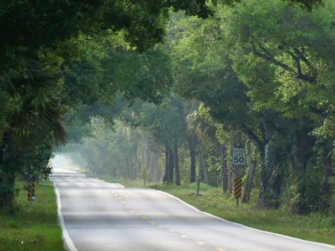 Morning mist creates an ethereal atmosphere along the Grade. Early risers are rewarded with this dreamlike scene straight from a storybook.
