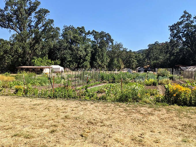Community gardens in Willits don't just grow vegetables&mdash;they cultivate relationships in soil rich with conversation and shared purpose.