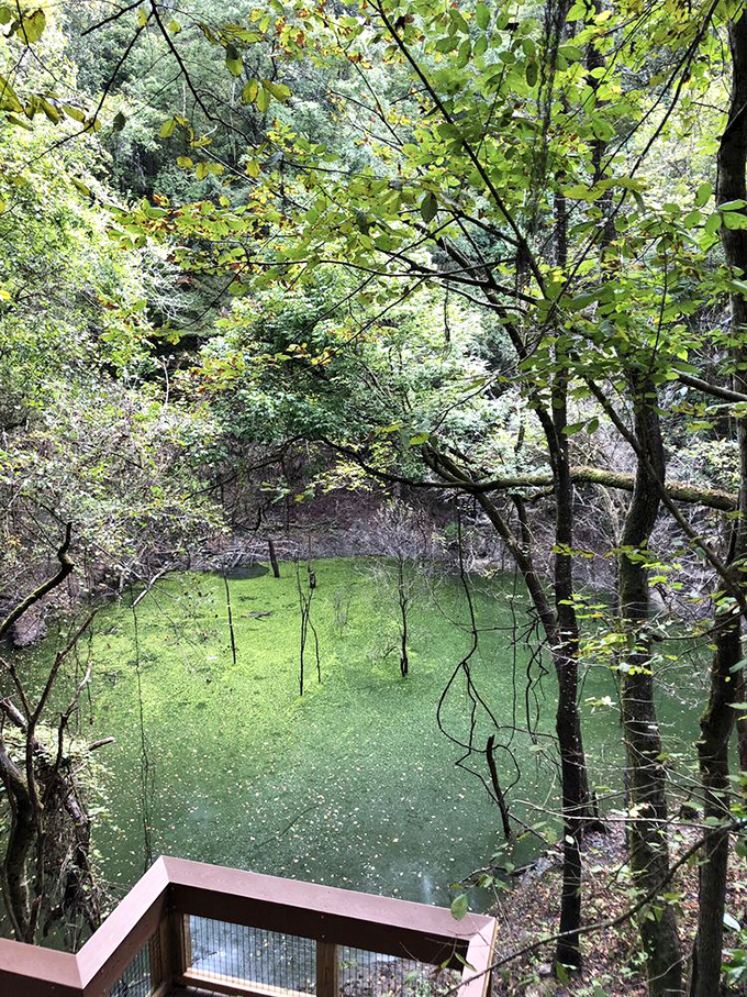 Looking down into the sinkhole reveals a hidden jungle oasis – Mother Nature's version of a secret underground clubhouse.