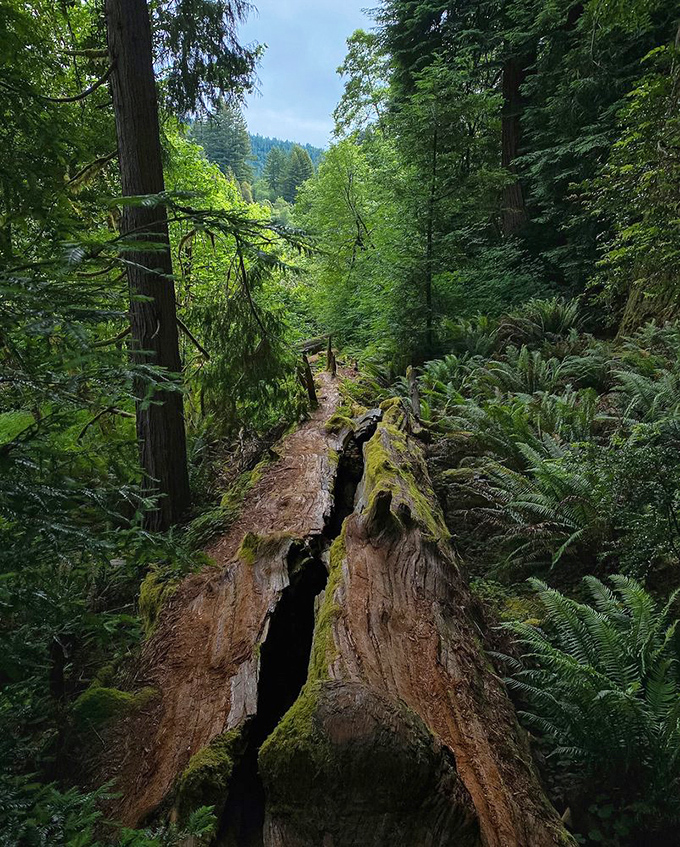 Walking through Stout Grove is like finding yourself in nature's own Gothic cathedral, where redwood pillars have been holding up the sky since Charlemagne's time.