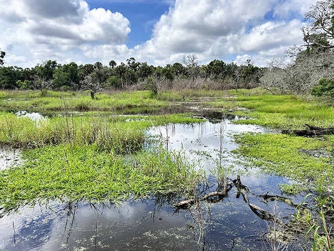 Seasonal wetlands create ever-changing landscapes throughout the year. Mother Nature's mood rings, reflecting Florida's dramatic weather patterns in stunning detail.