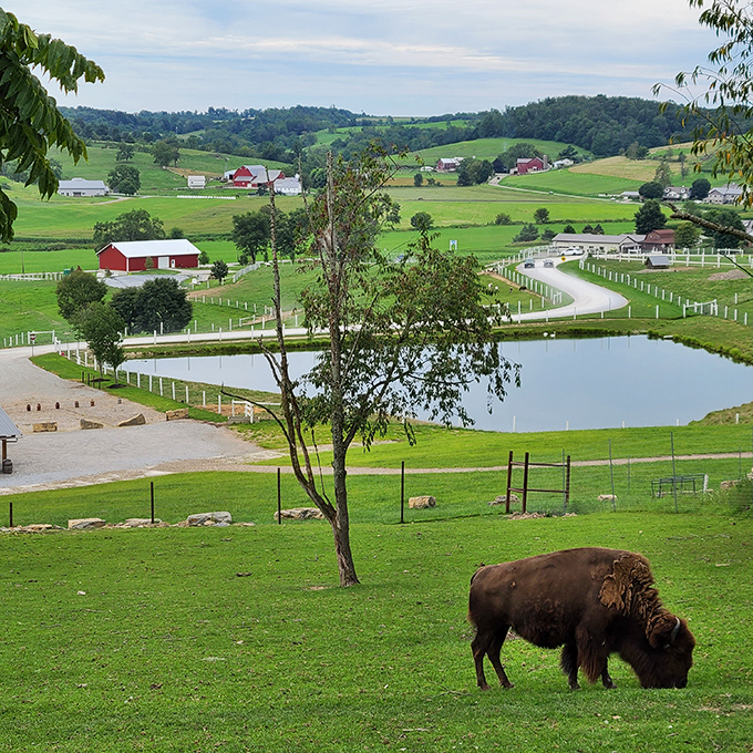 Rolling farmland stretches endlessly, proving Ohio's countryside rivals any European pastoral painting.