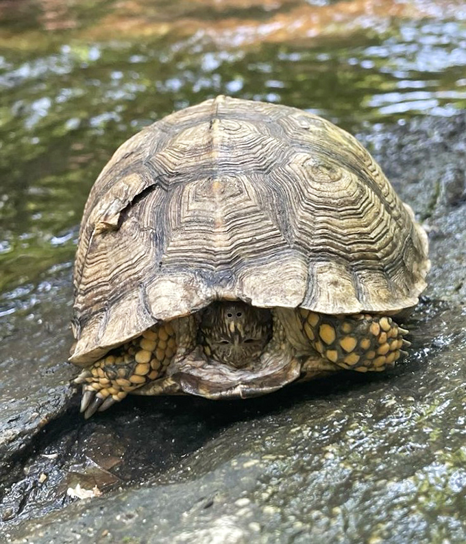 "Excuse me, I live here." This unhurried resident demonstrates the proper pace for appreciating the park&mdash;slow and deliberate wins the race.
