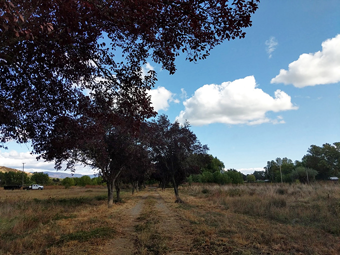 Nature trails meander through oak-studded hills, offering million-dollar views that don't require a million-dollar bank account to enjoy.