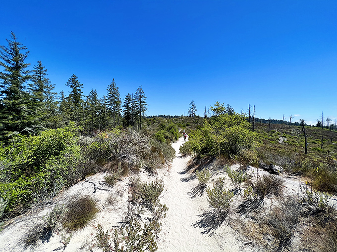 Sandy trails cutting through chaparral offer a completely different ecosystem experience. From forest giants to coastal scrub—nature's version of a buffet.