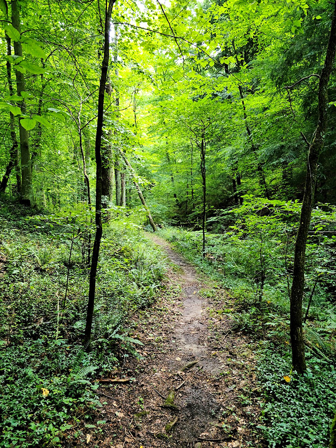 Forest trails beckon you forward like nature's own choose-your-own-adventure novel come to life.