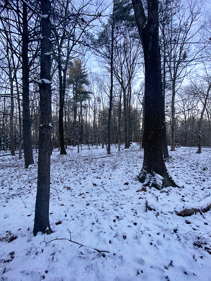 Winter transforms familiar trails into hushed wonderlands. Snow muffles everything except your sense of wonder at nature's seasonal makeover.