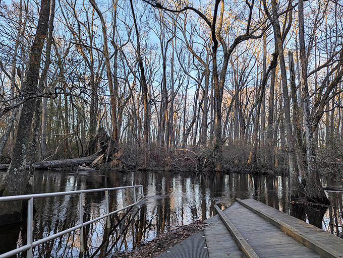 Winter transforms the park into a stark wonderland where bare branches create natural architecture against the sky and water. Peaceful doesn't begin to describe it.