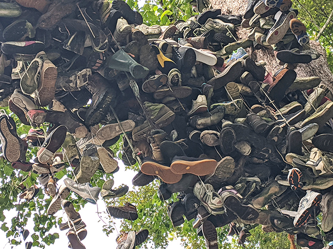Winter reveals the full skeletal glory of the Shoe Tree, with hundreds of weathered shoes silhouetted against the pale sky.