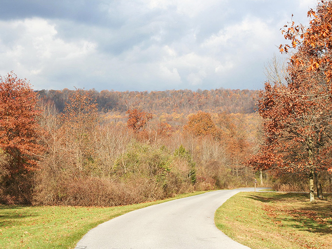 Autumn paints the landscape in rusty oranges and golds, turning an ordinary park road into a journey through nature's most flamboyant art exhibition.
