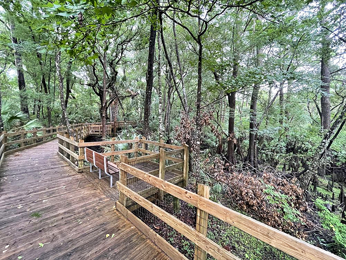 Nature's catwalk &ndash; this winding boardwalk offers front-row seats to Florida's greatest show without disturbing a single leaf.