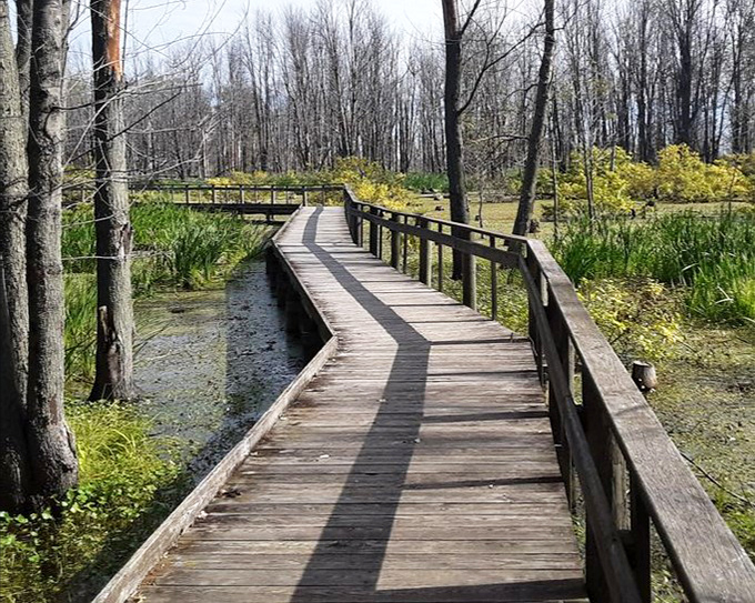 This elevated highway through the wetlands offers front-row seats to nature's greatest daily performances.