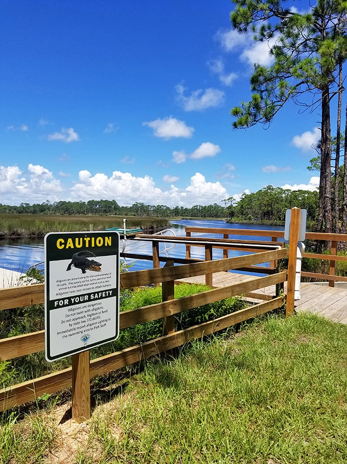 Fair warning: this is alligator country! Nature's reminder that we're visitors in their ancient domain, so keep a respectful distance.