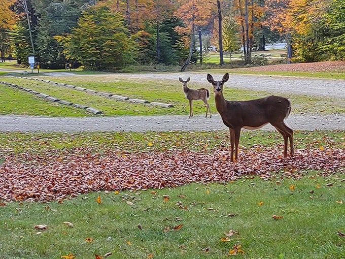 "Excuse me, did you book a reservation?" Local deer checking out the campground amenities, completely unfazed by the autumn leaves creating nature's red carpet.