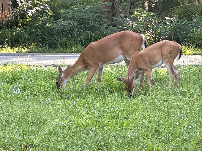 Deer dining at nature's salad bar. No reservations required, though the dress code is strictly "come as you are."